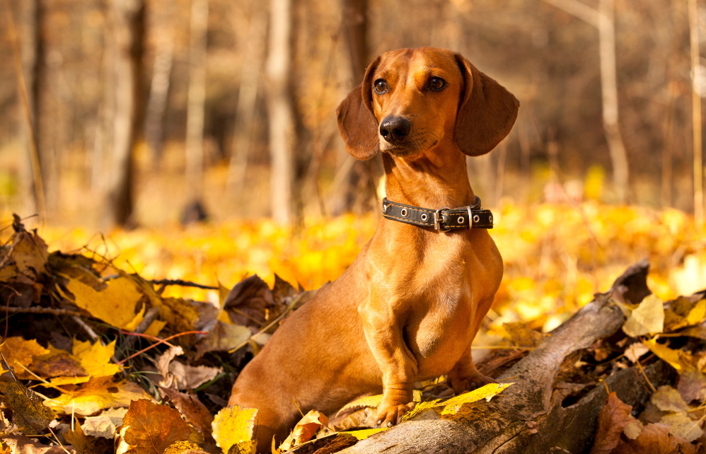 Zoom sur le teckel : ce petit chien plein d'entrain ! - Jardiland