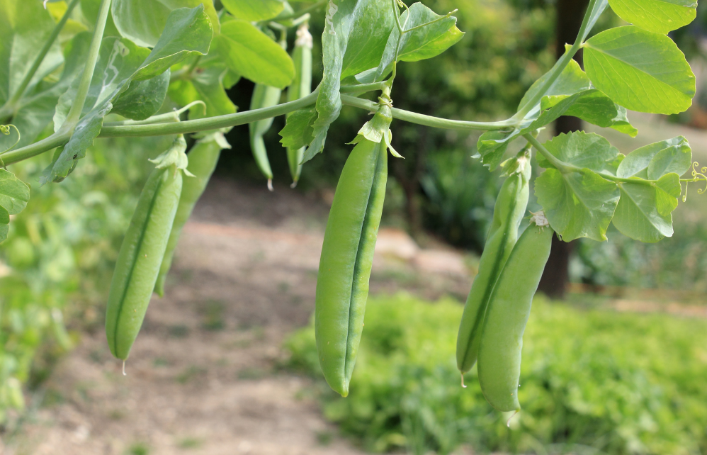 8 plantes originales faciles à cultiver au potager pour se lancer ...