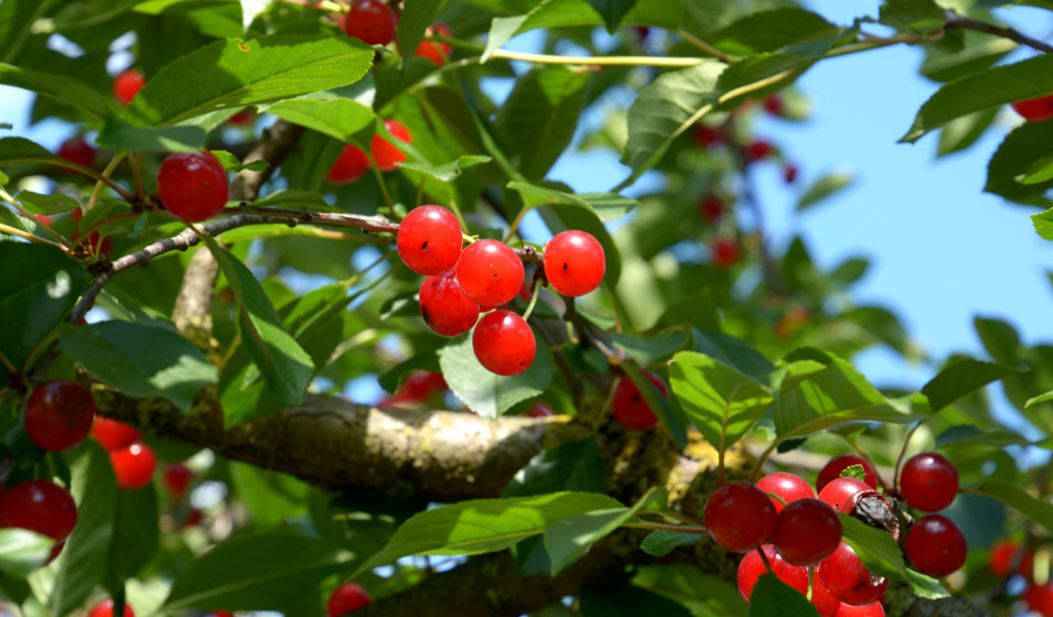 Quand et comment tailler un cerisier ? - Jardiland