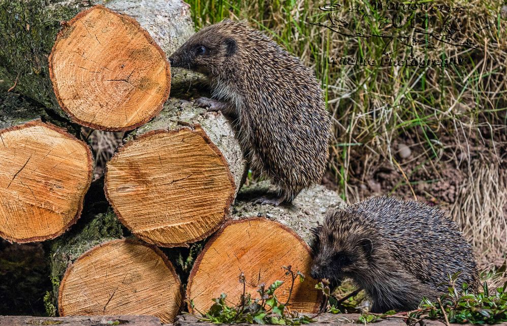 6 gestes simples pour aider le hérisson face aux fortes chaleurs de cet ...