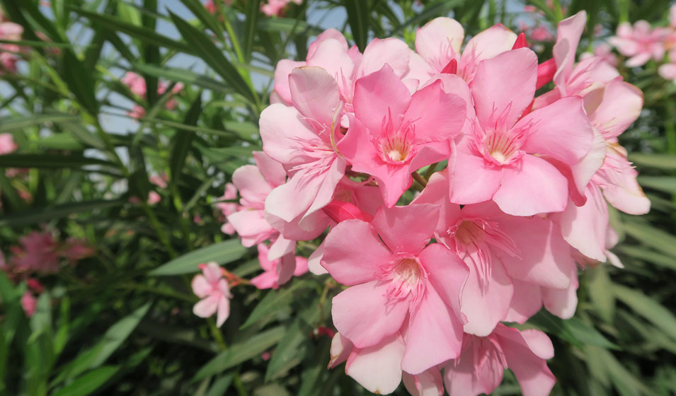 Quel engrais choisir pour le laurier-rose ? - Jardiland