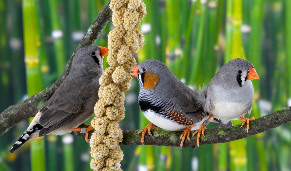 Comment apprivoiser un diamant mandarin ? - Jardiland