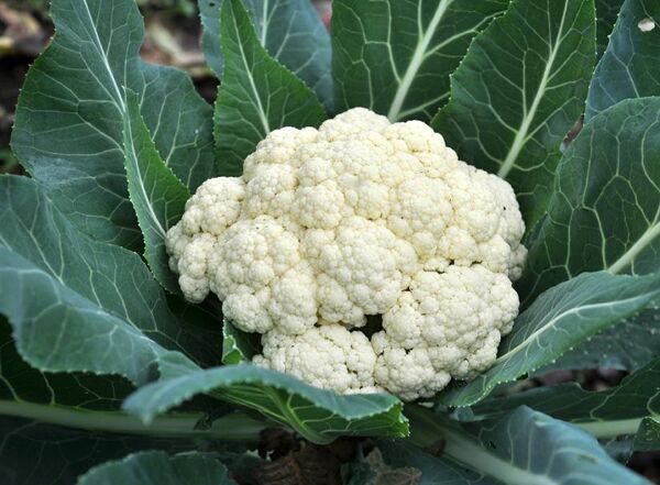 Chou-fleur : variétés, semis, plantation, entretien - Gamm vert
