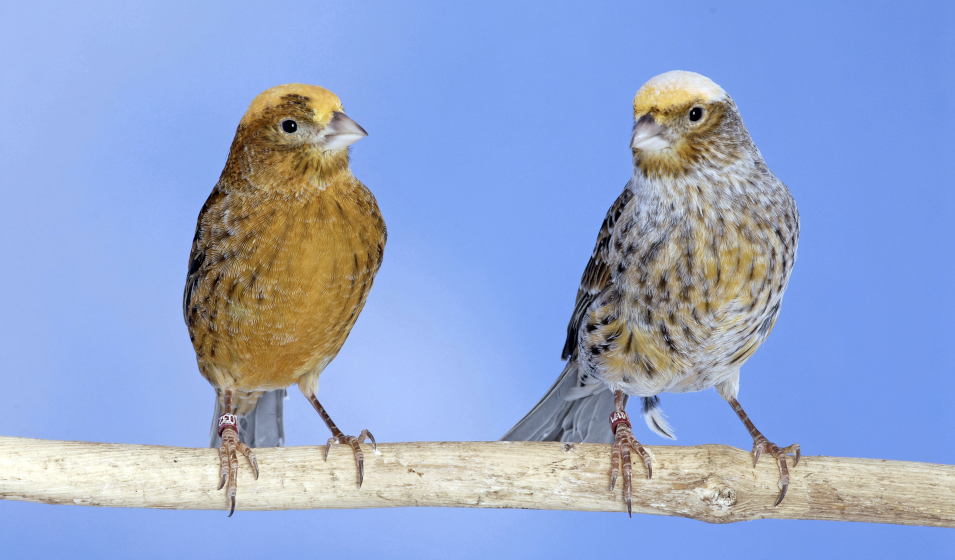 Le canari Lizard - Jardiland