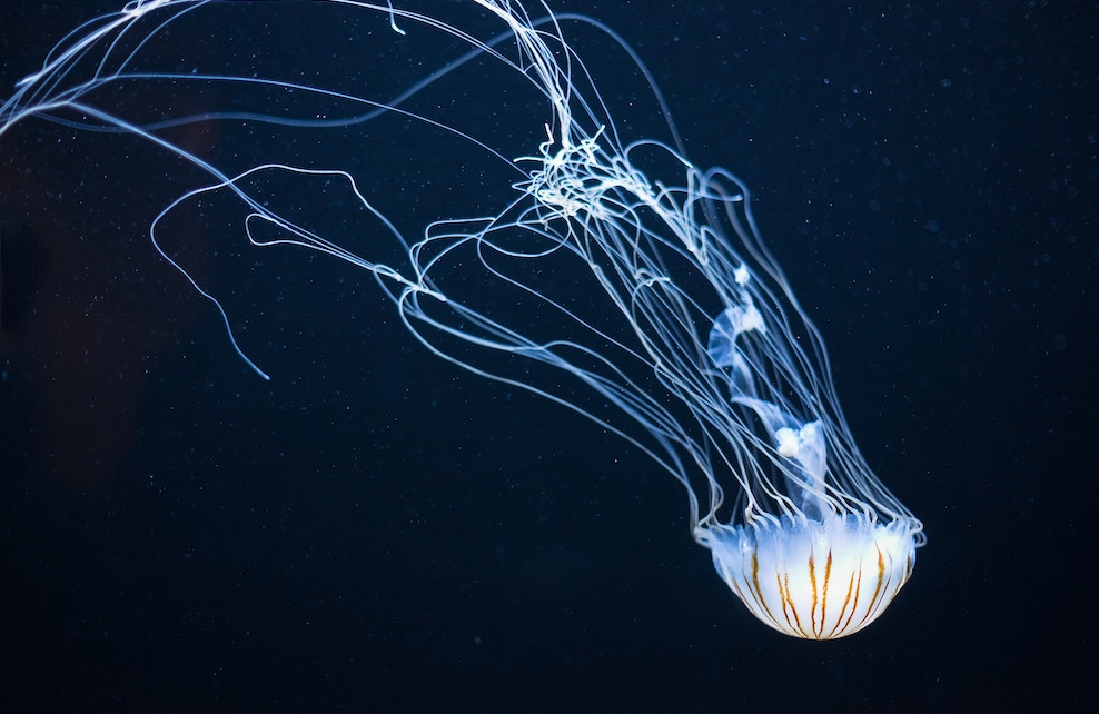 Le top 9 des animaux translucides - Jardiland