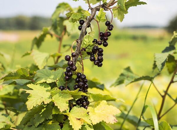 Comment tailler le cassissier ? - Gamm vert
