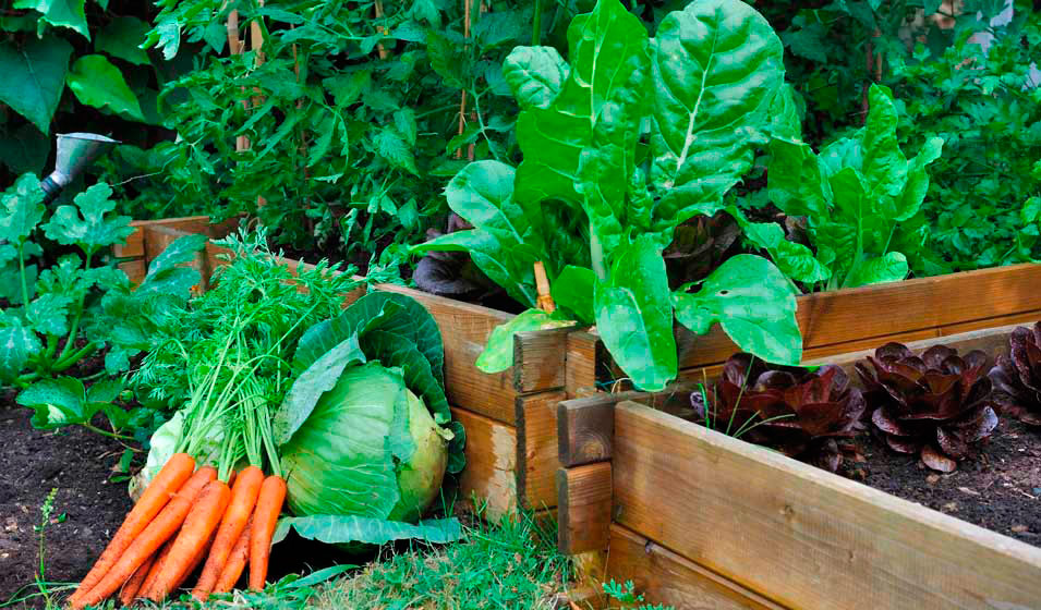 Qu'est-ce qu'un jardin au naturel ? - Jardiland