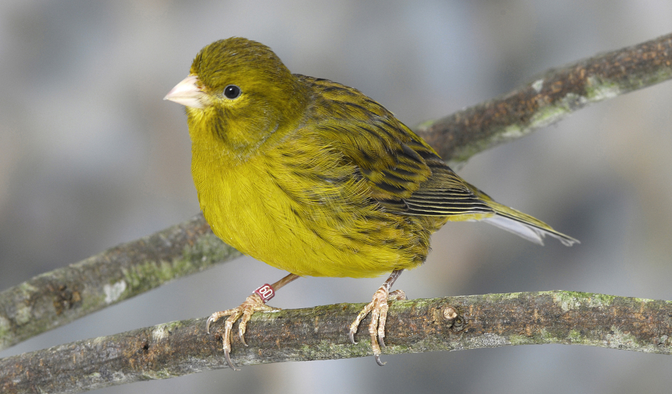 Le canari vert - Jardiland