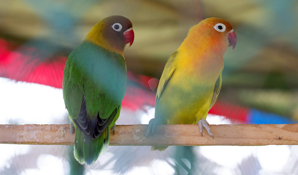 Les perruches inséparables - Jardiland