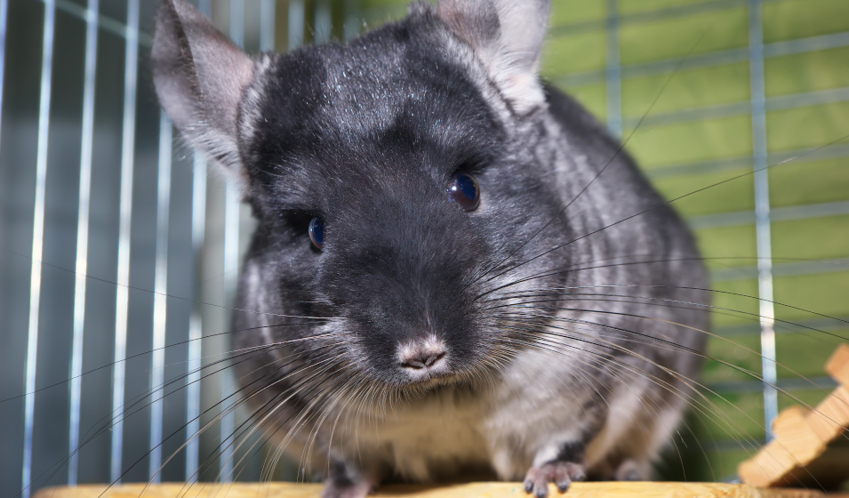 Colores De Chinchilla Exploring Chinchilla Colors: How It Affects