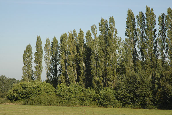 Fastigié - Gamm vert