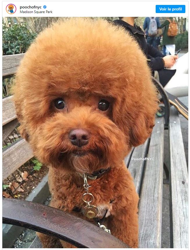 Les Plus Beaux Chiens De Tous Les Temps Les Chiens à Adopter SPA De