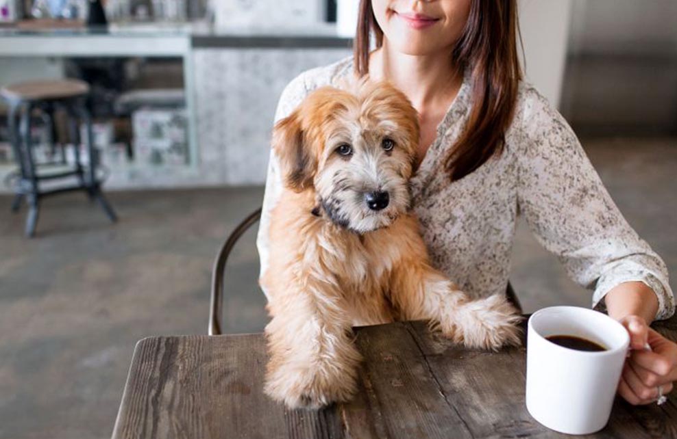 Au tour des bars à chiens de voir le jour ! - Jardiland