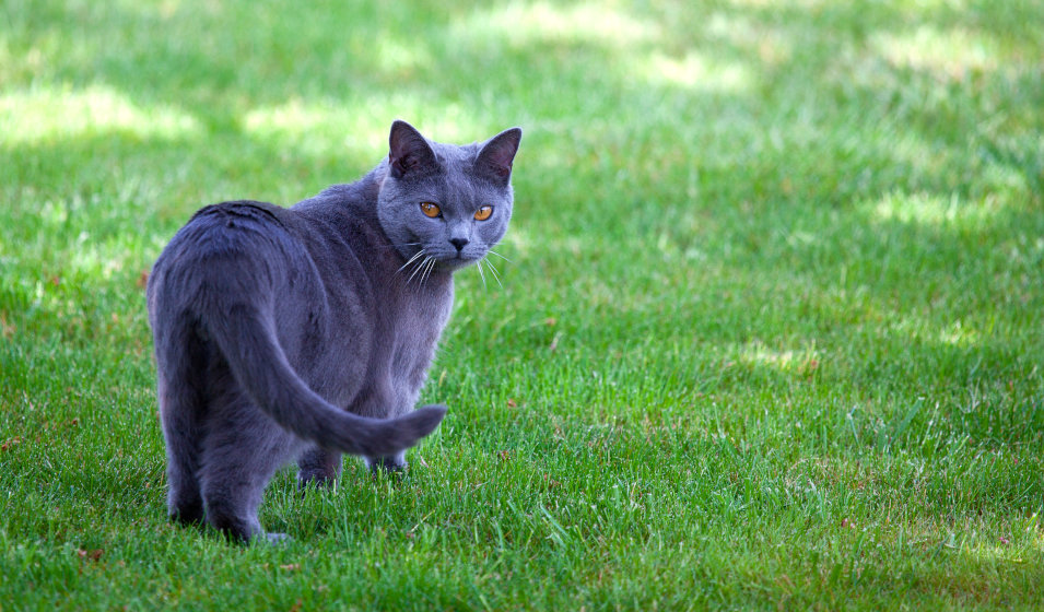 Chartreux : santé, alimentation et caractère - Jardiland