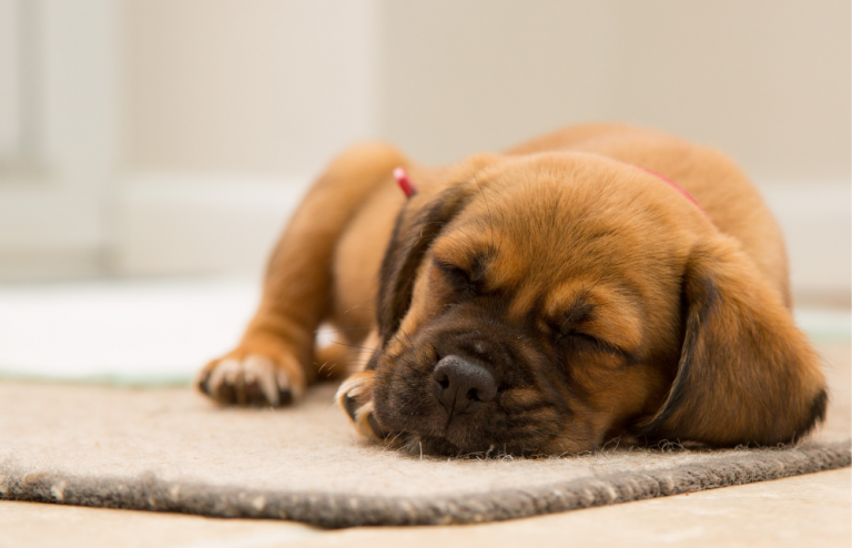 Les 10 animaux qui adorent dormir - Jardiland