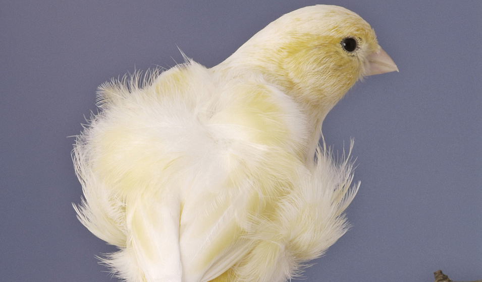 Le canari fiorino - Jardiland