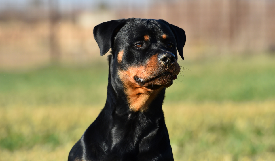 Los 10 Mejores Perros Guardianes Raza De Perro Gigante: Explora Los