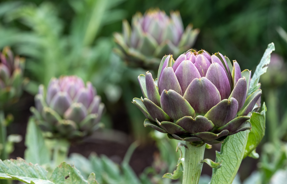 8 plantes originales faciles à cultiver au potager pour se lancer ...
