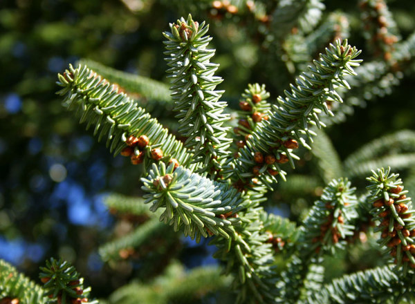 Sapin A Planter Gamm Vert