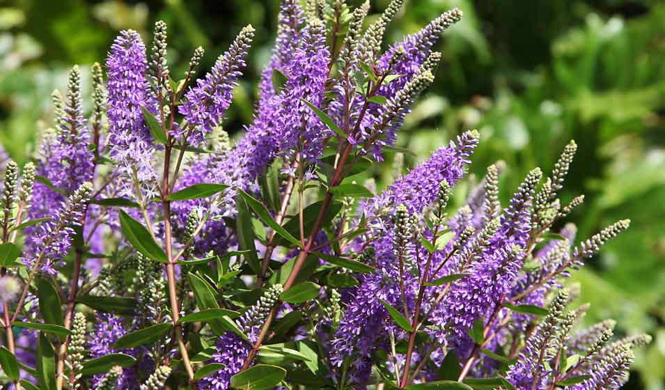 Les 19 plus belles floraisons d'arbustes ornementaux à travers les ...