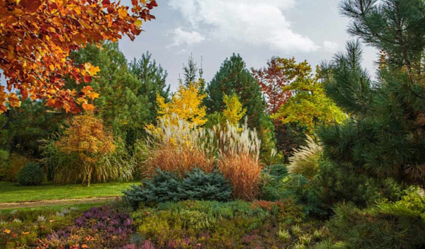 Les 3 types de feuillages : caduc, persistant, marcescent - Jardiland