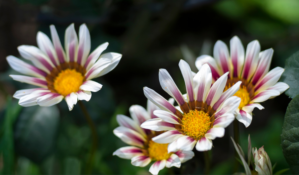 Plantas y flores de verano para tener en pleno sol - Jardiland