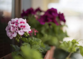 ¿Qué variedades de flores sembrar a principios de año? - Jardiland