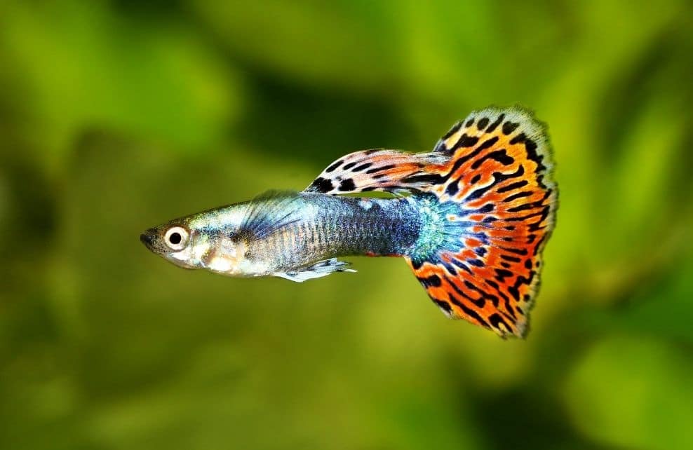 Top 6 des plus beaux poissons pour aquarium - Jardiland
