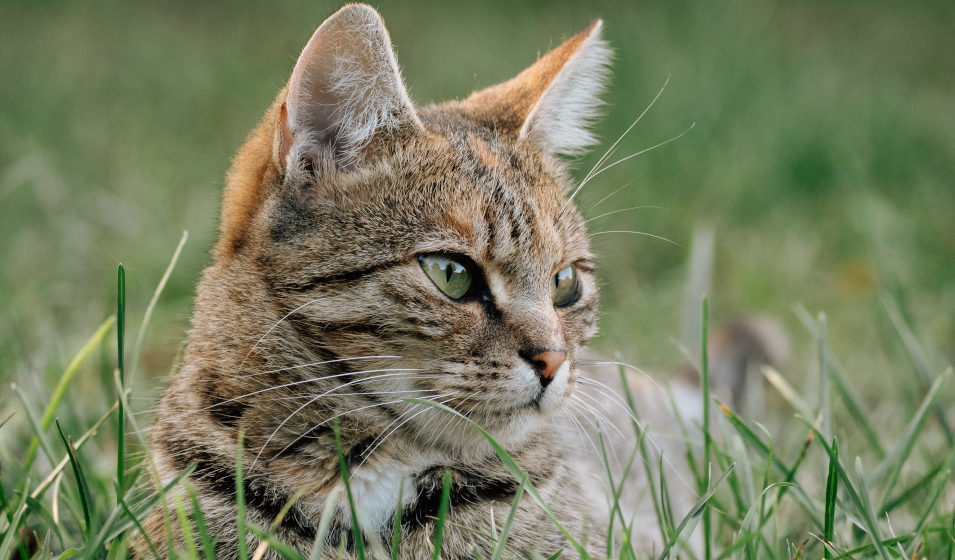 Comment reconnaître et éliminer les parasites du chat ? - Jardiland