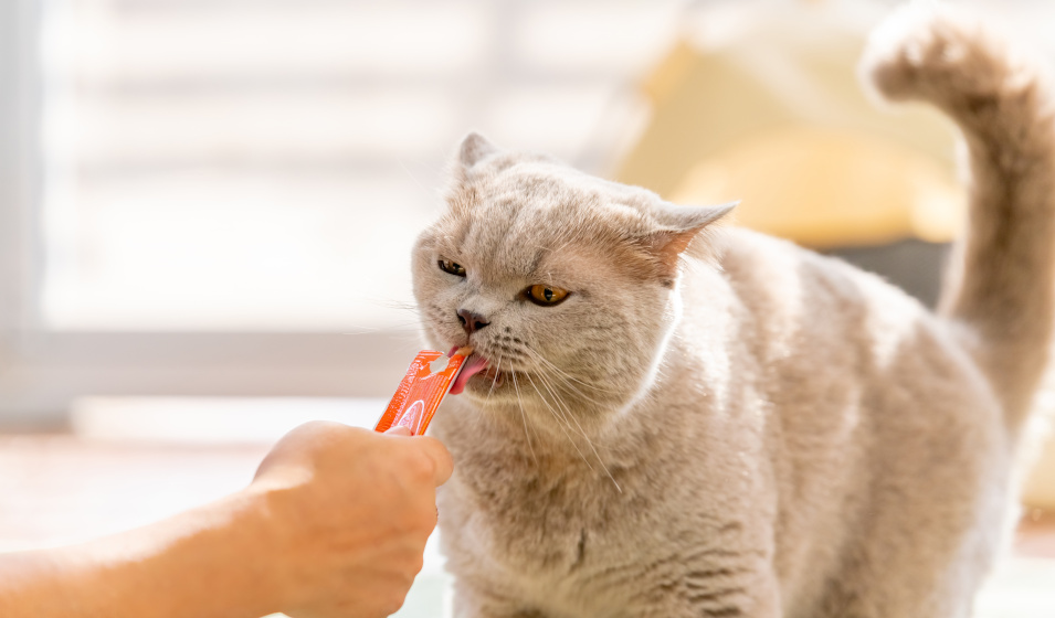 6 idées de cadeau à offrir à son chat pour la Saint Valentin - Jardiland