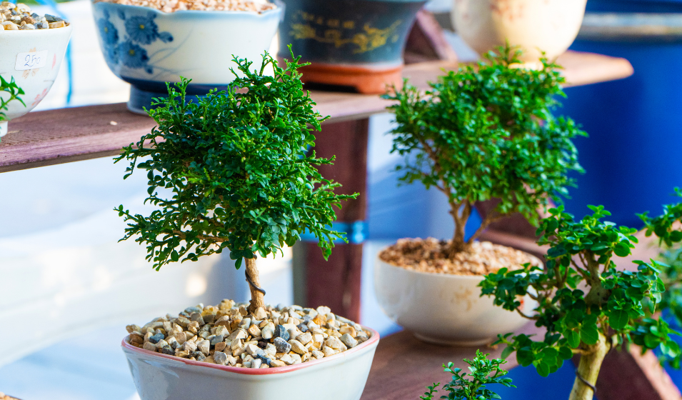 Mini plantas de interior para decorar espacios pequeños - Jardiland