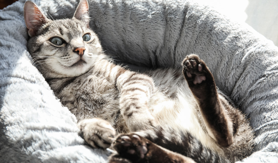6 idées de cadeau à offrir à son chat pour la Saint Valentin - Jardiland