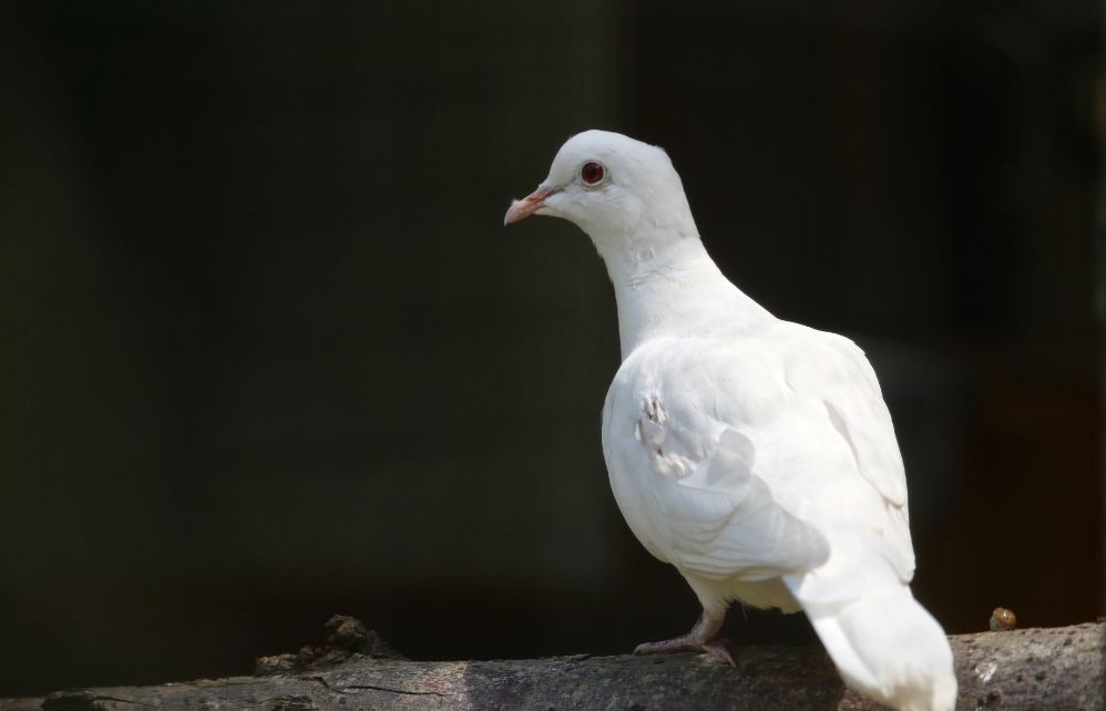 5 choses que vous ne savez (peut-être) pas sur la colombe - Jardiland