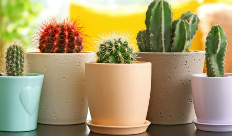 ¿Qué macetas elegir para tus plantas de interior? - Jardiland