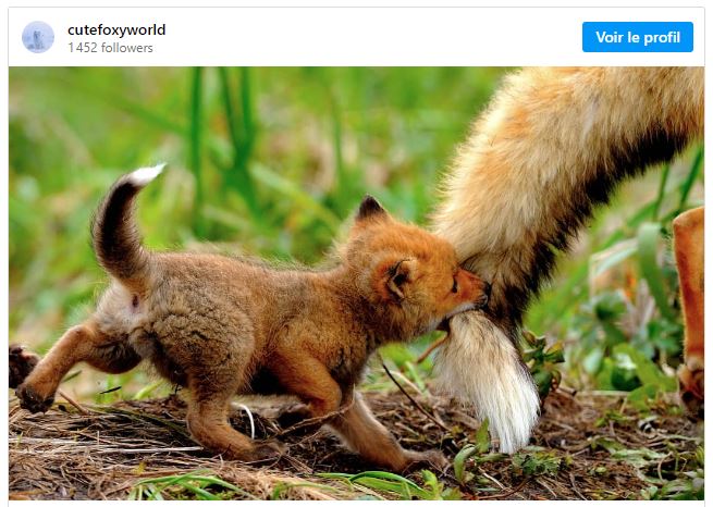Top 10 des renards les plus mignons d’Instagram - Jardiland