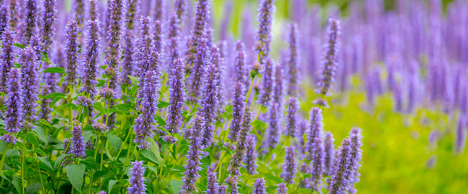 Nos 20 vivaces les plus gratifiantes - Gamm vert