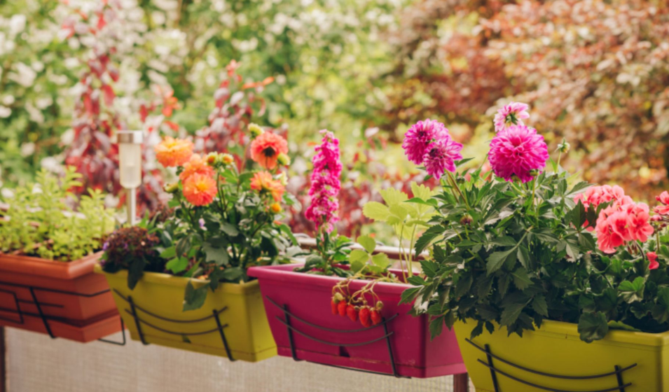 Geranios En Jardineras