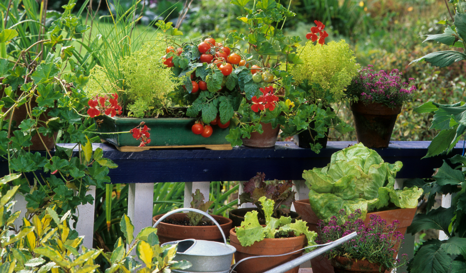 Crea un huerto en un balcón - Jardiland