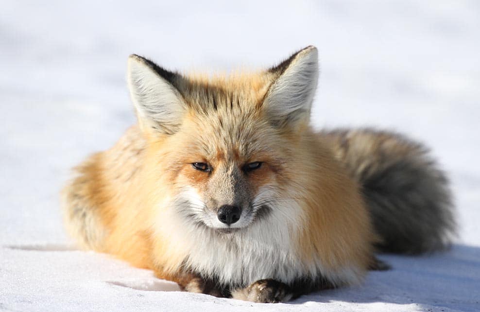 6 animaux à observer à la montagne l'hiver - Jardiland