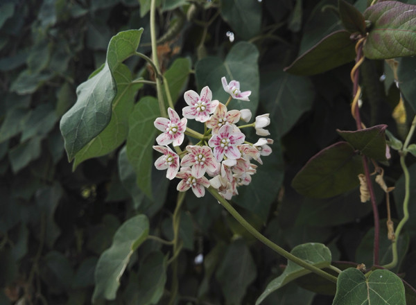La wattakaka a du coeur jusque dans ses feuilles - Gamm vert