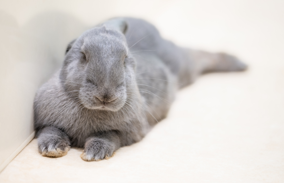 Les 6 positions préférées du lapin pour se reposer et leurs ...