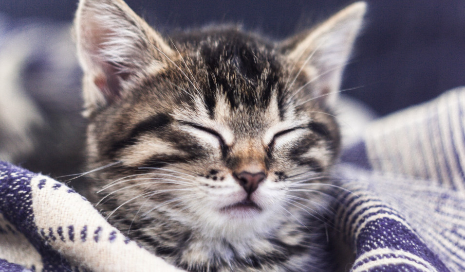 Quel équipement prévoir pour bien accueillir un chaton ? - Jardiland