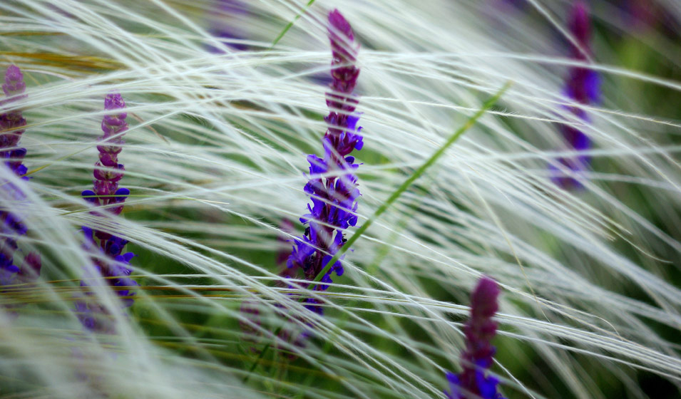 Cheveux d'ange (Stipa tenuifolia) : plantation, croissance et entretien ...