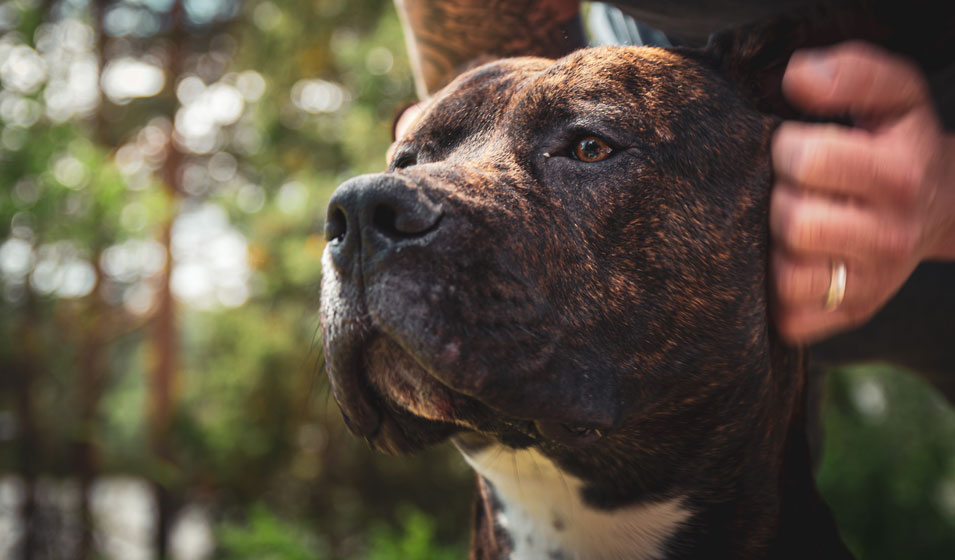 Le Cane Corso : un caractère loyal et un cœur tendre et protecteur ...
