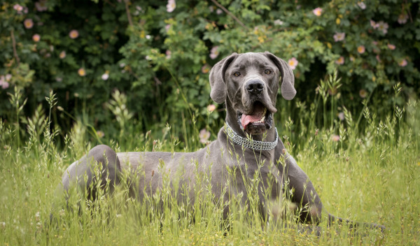 Dogue Allemand : caractère, santé et alimentation - Jardiland