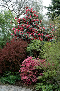 Les plantes de terre de bruyère - Gamm vert