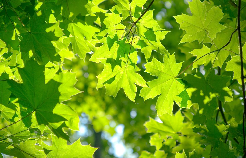 6 arbres faciles à reconnaître à partir de leurs feuilles - Jardiland