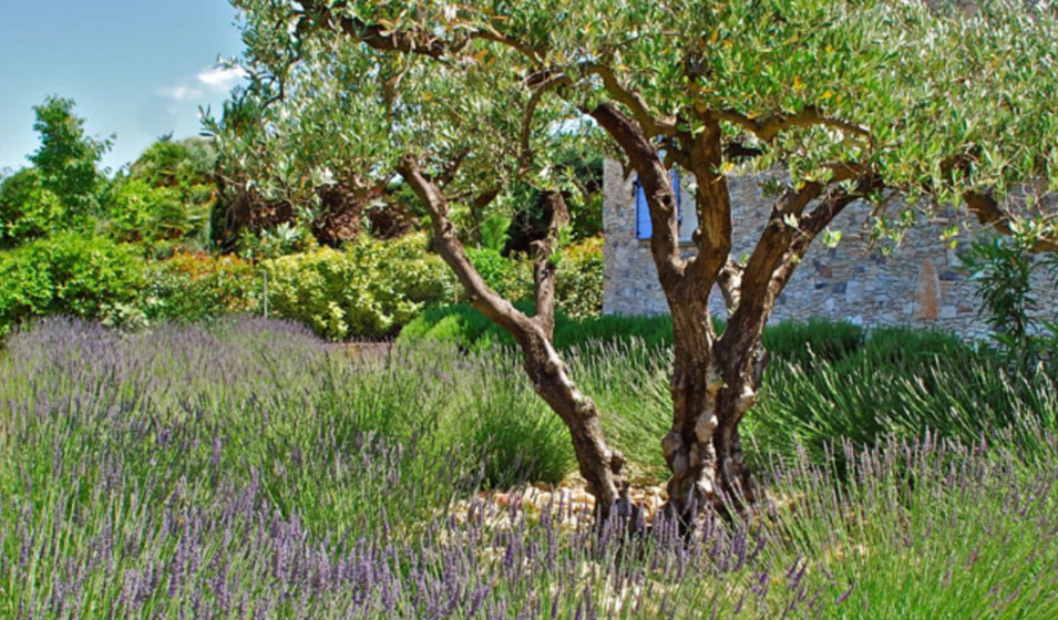 ¿Cómo crear un jardín seco? - Jardiland