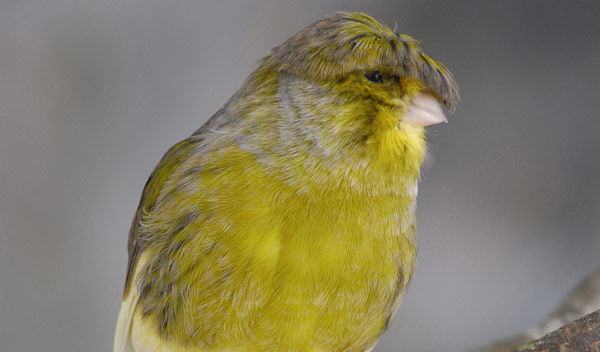 Le canari Gloster - Jardiland