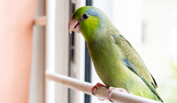 La perruche moineau ou le Toui céleste - Jardiland